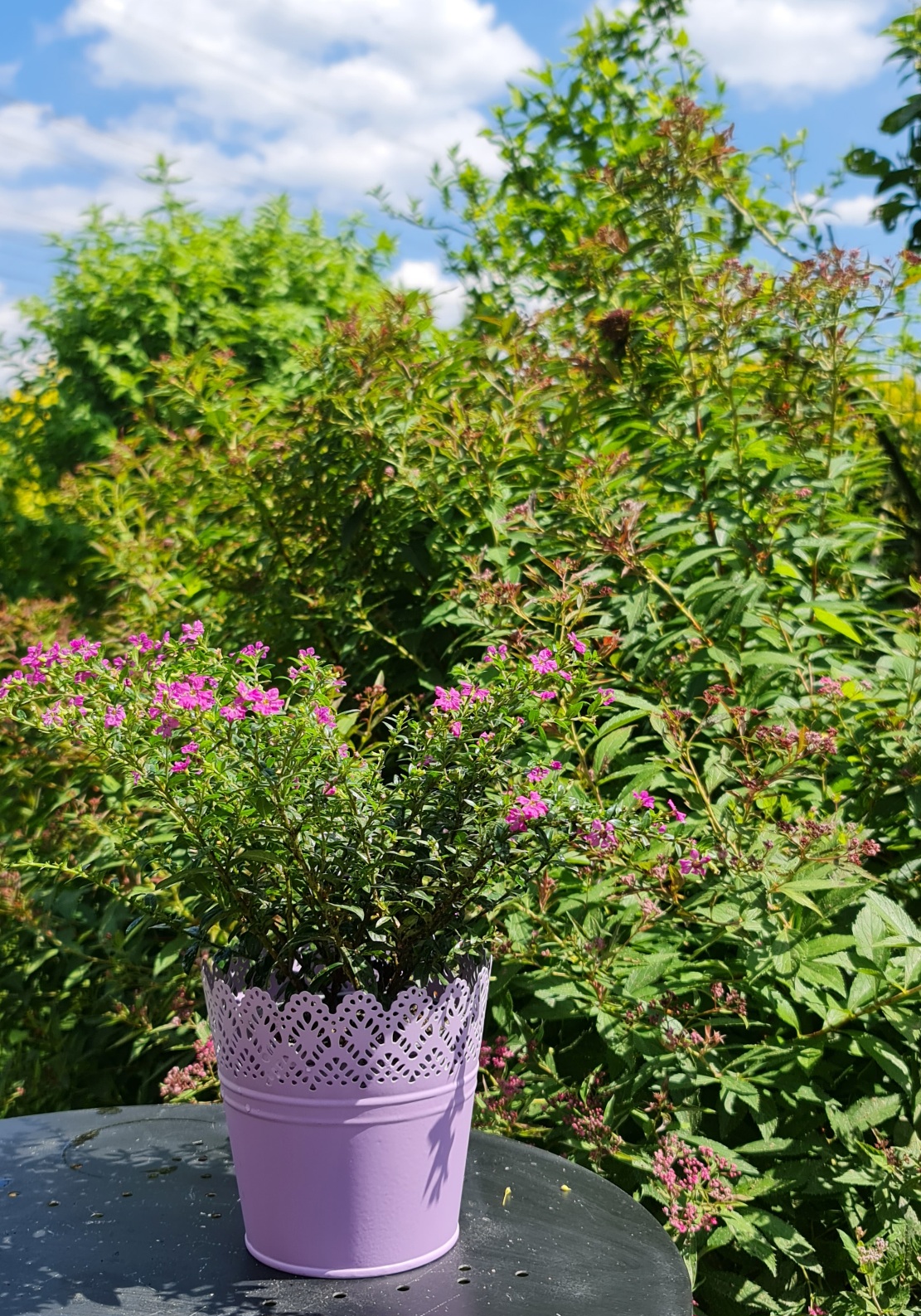 .Übertopf in der Farbe Flieder 14 cm hoch, 12,5 cm Durchmesser